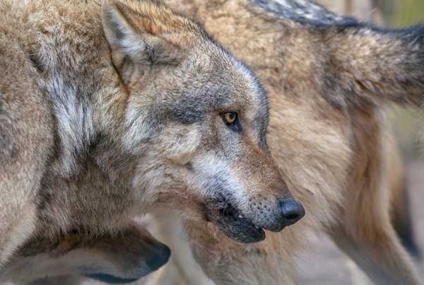 Children Raised By Animals - A Guide For Outdoor Life