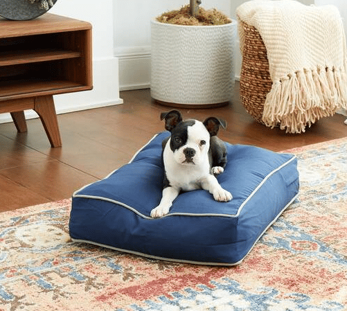 How To Pet-Proof Your Home For A Puppy - OutsideResource