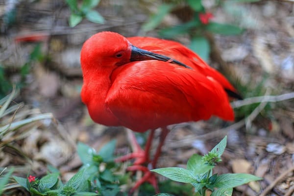 Identifying Birds By Their Calls - OutsideResource