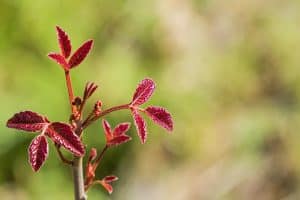 How To Identify Poison Oak In Your Backyard - OutsideResource