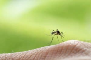 Seasonal Bugs: What To Expect - OutsideResource