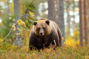 Bear Encounters 101: Essential Steps for Safety and Survival ...