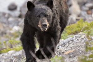 Bear Encounters 101: Essential Steps for Safety and Survival ...